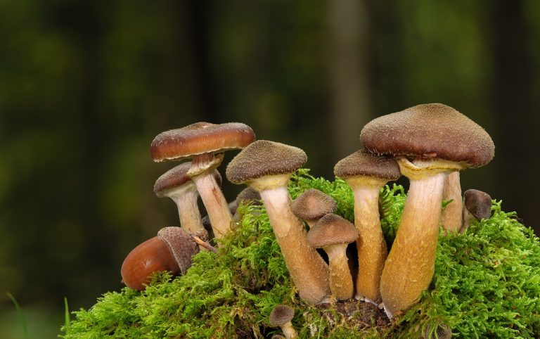 Come conservare i funghi chiodini